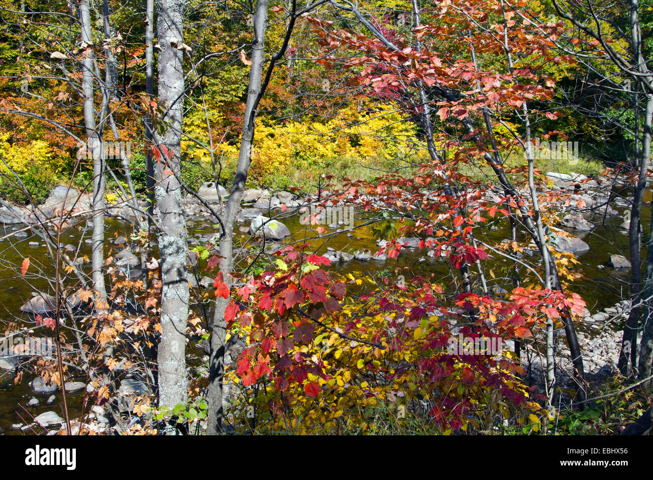 fall autumn river scene in the Adirondack State Park New York Stock ...