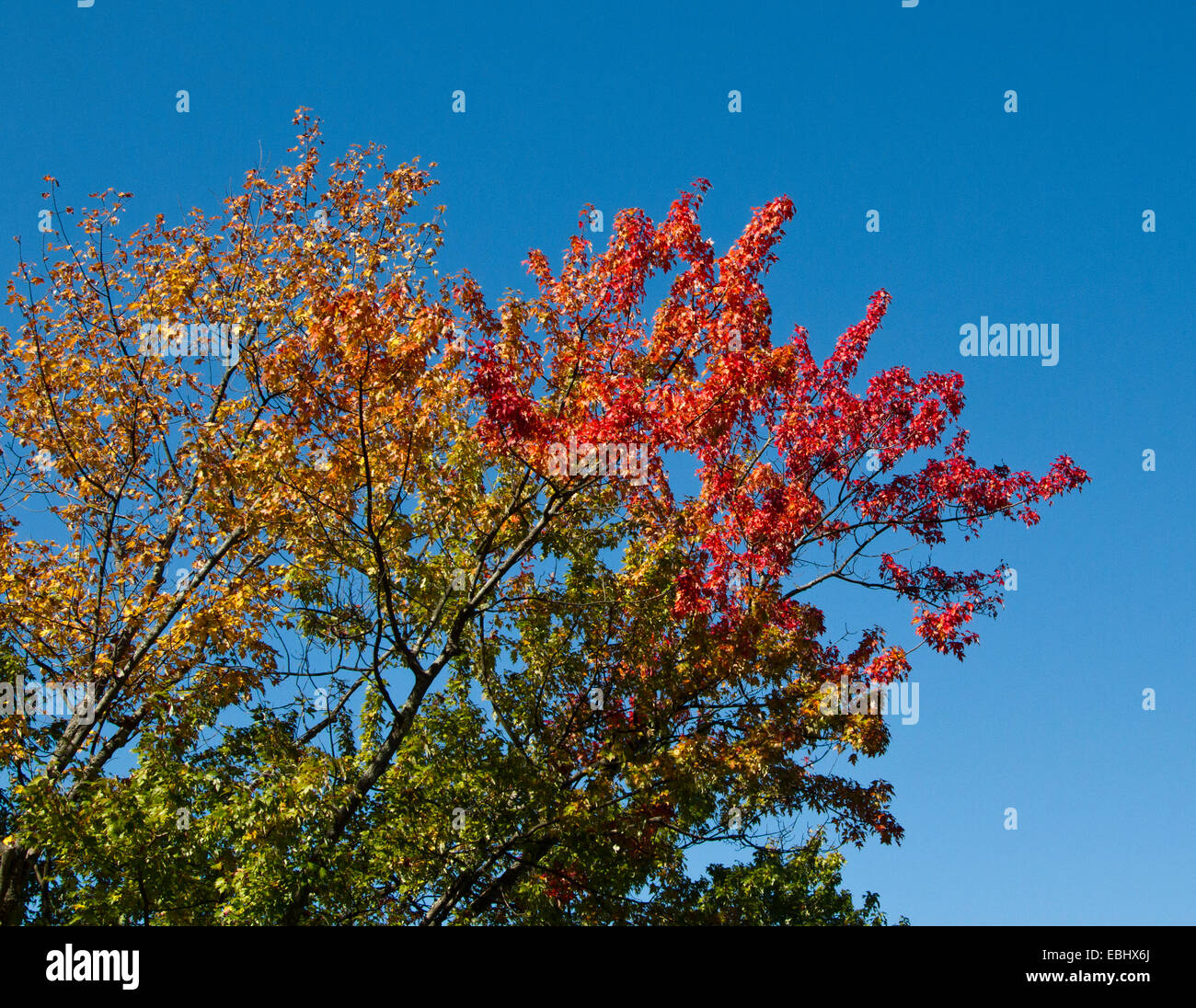 A tree in fall foliage red green yellow against a blue sky Stock Photo ...
