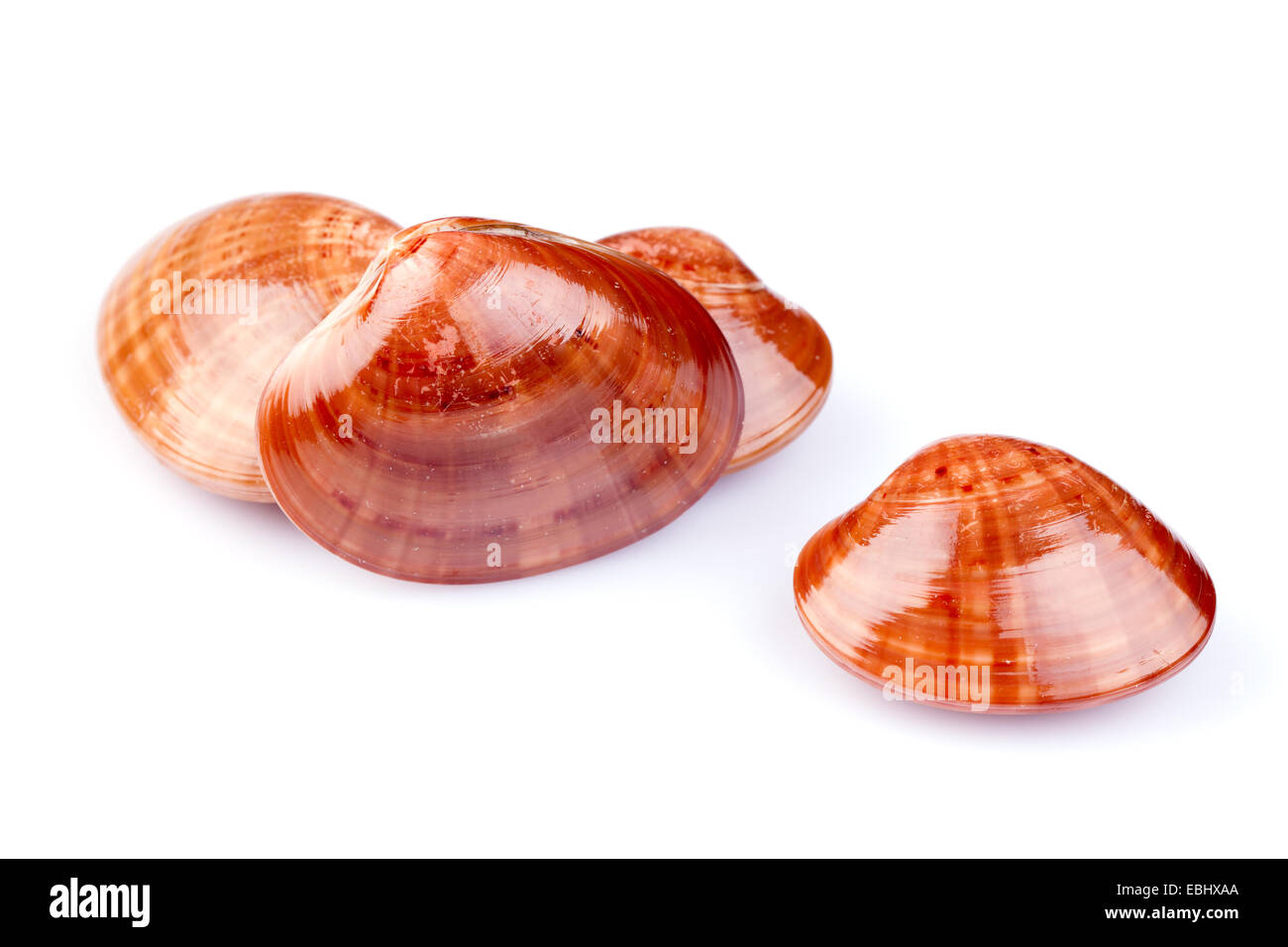 Smooth bivalves hi-res stock photography and images - Alamy