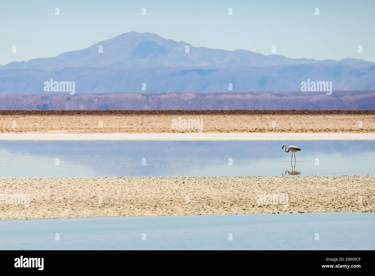 Salt flat at Salar de Atacama in Chile with Licancabur volcano ...