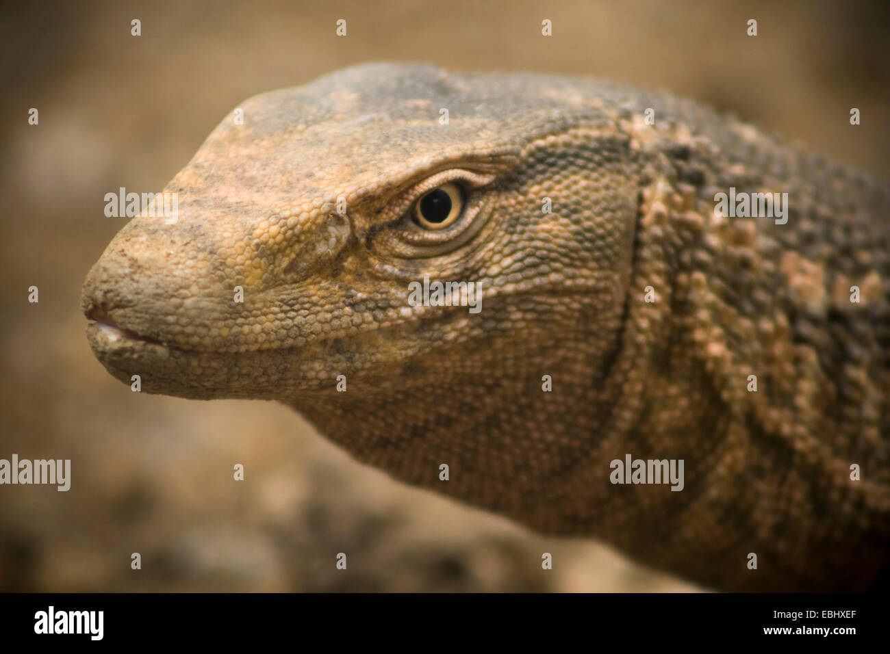 Reptile animal wildlife hi-res stock photography and images - Alamy