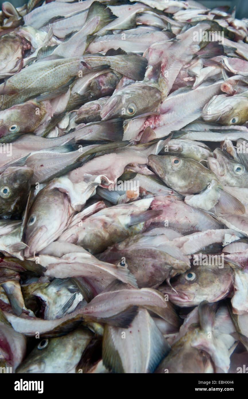 Gutted fish hi-res stock photography and images - Alamy