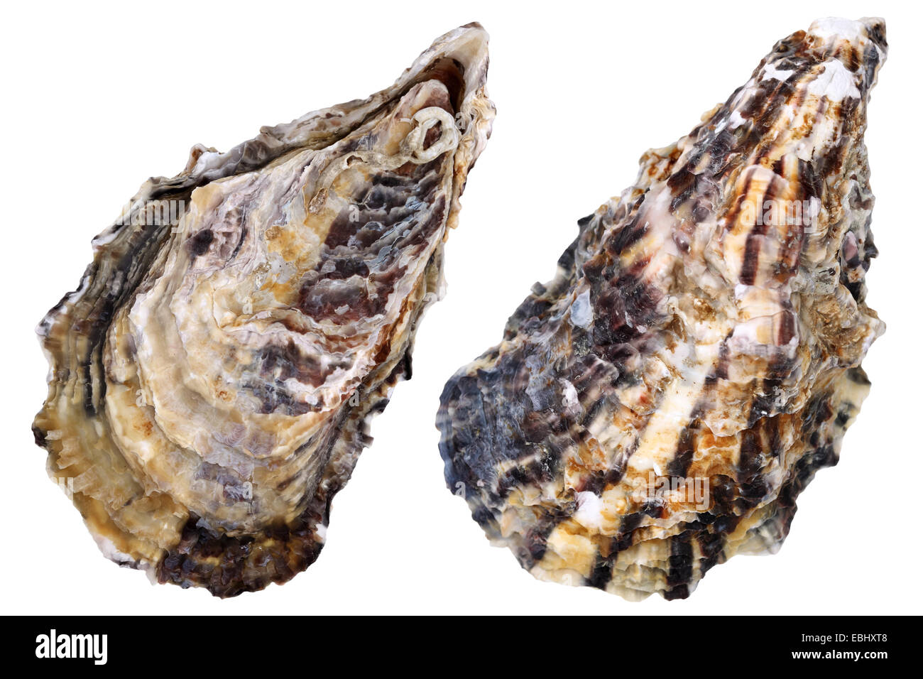 Fresh oyster sea food Cut Out Stock Images & Pictures - Alamy
