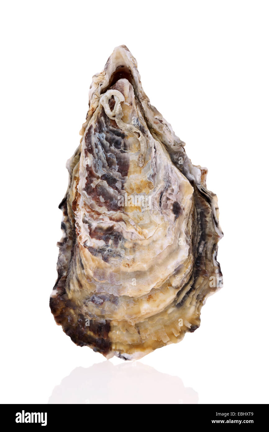 Mollusk oyster hi-res stock photography and images - Alamy