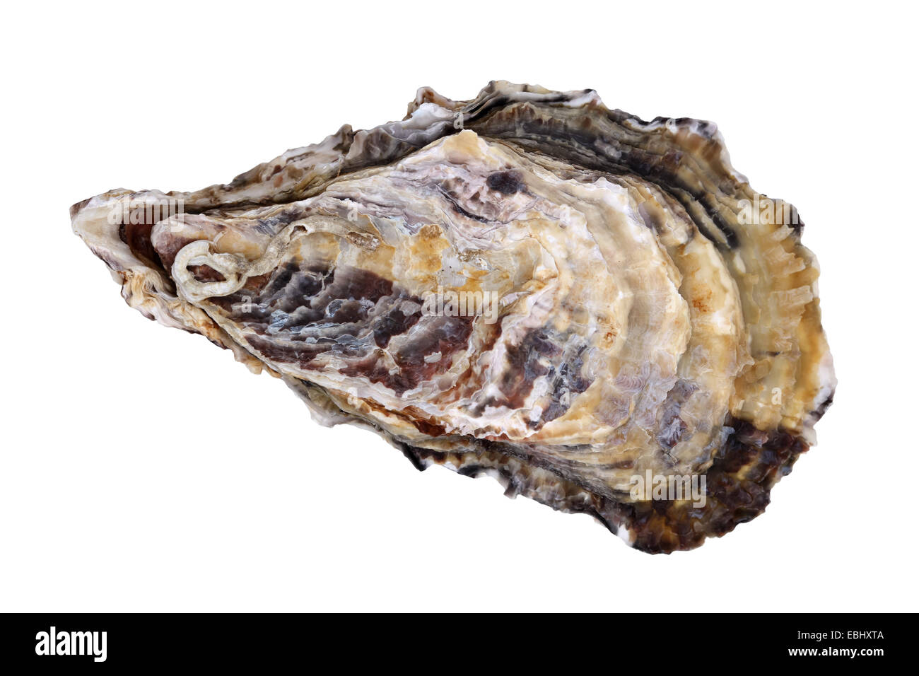 Fresh raw oyster on white background Stock Photo - Alamy