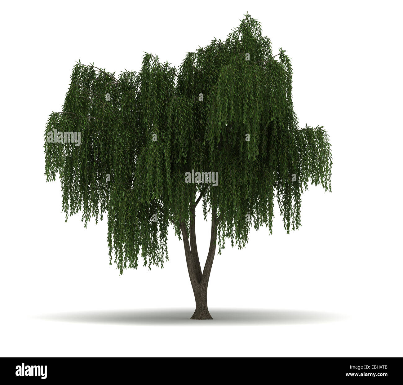 Single Willow Tree Stock Photo - Alamy