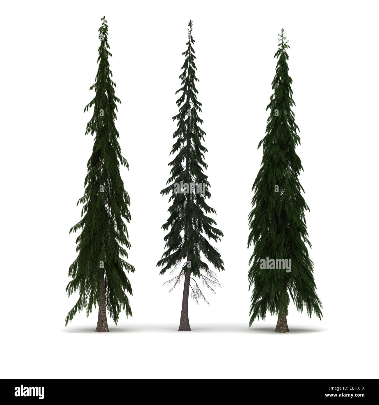 Three Pine Tree Stock Photo - Alamy