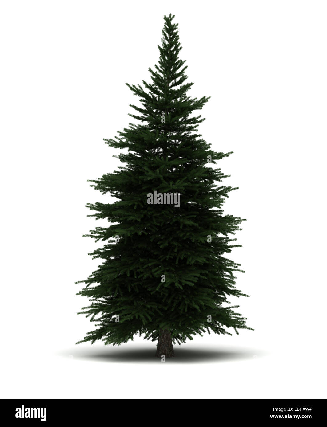 Green pine foliage view Cut Out Stock Images & Pictures - Alamy