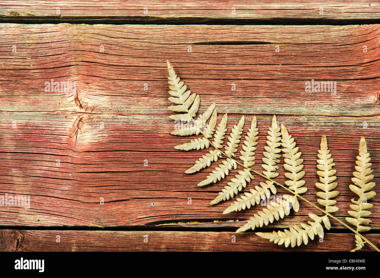 Red dried bracken hi-res stock photography and images - Alamy