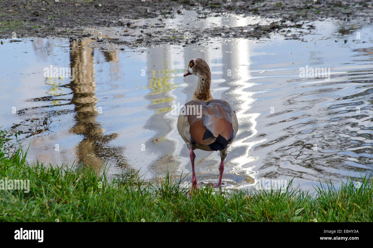 Bioinvasion hi-res stock photography and images - Alamy