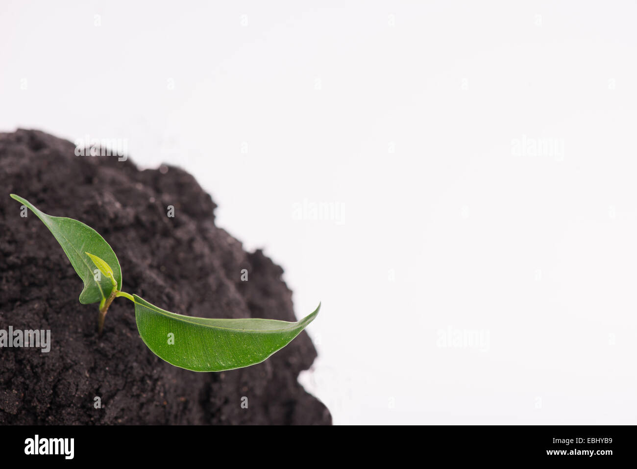 Concept of new life Stock Photo - Alamy