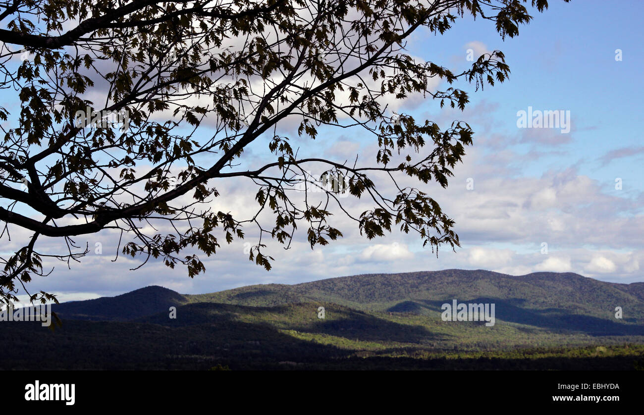Oak tree in foreground Adirondack Mountains in background Stock Photo ...