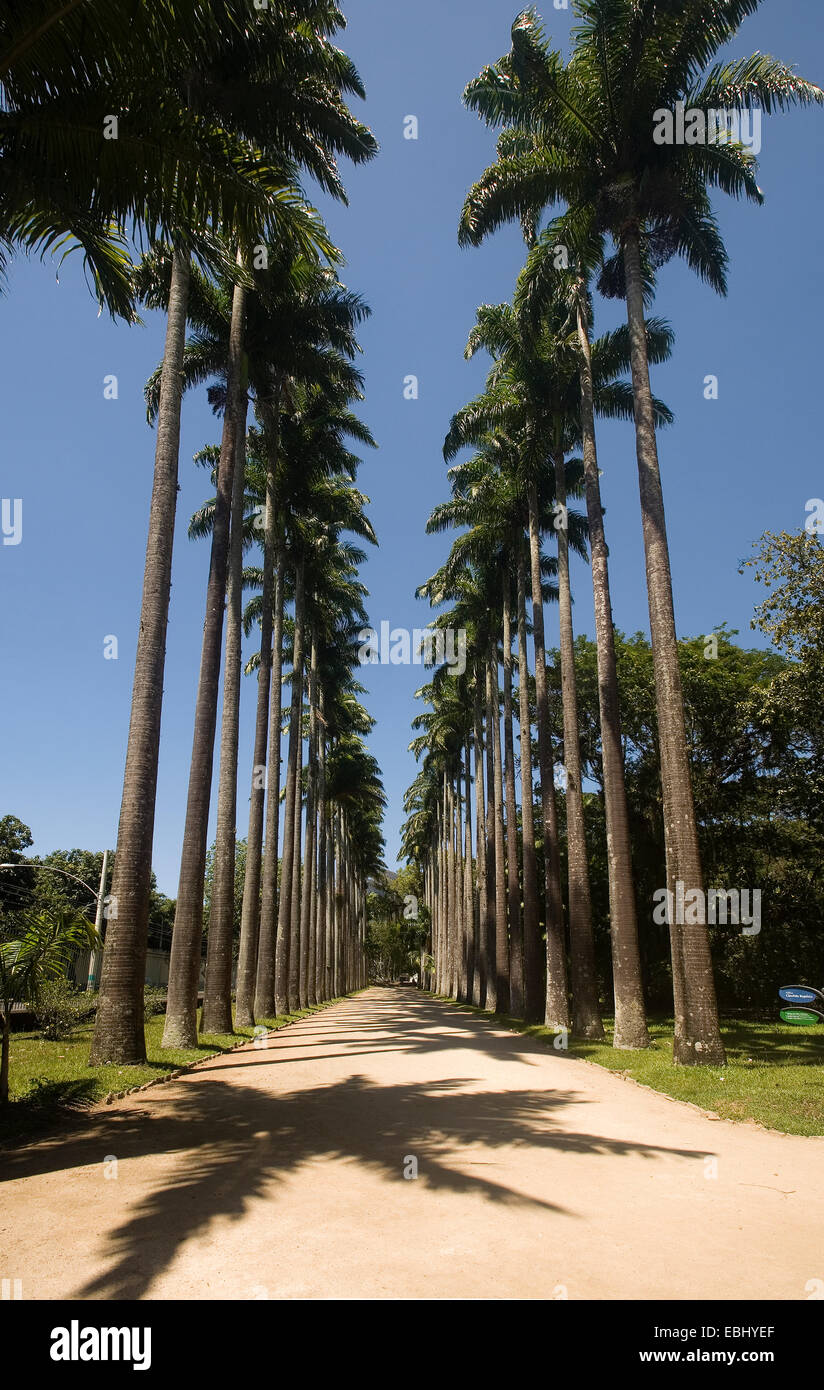 Palm trees in the Botanical Garden in Rio de Janeiro. Brazil Stock ...