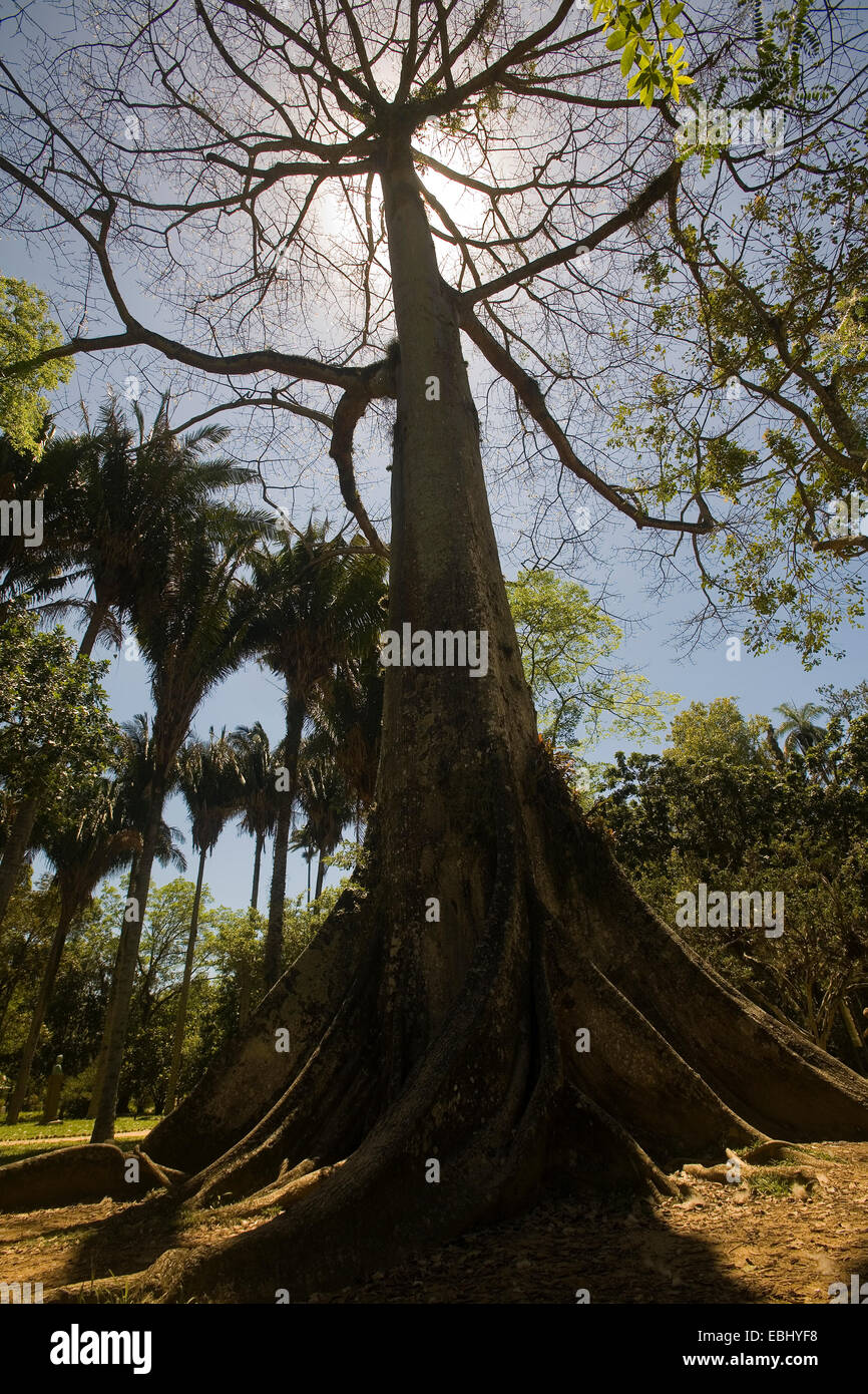 Rio Botanical Garden High Resolution Stock Photography and Images - Alamy