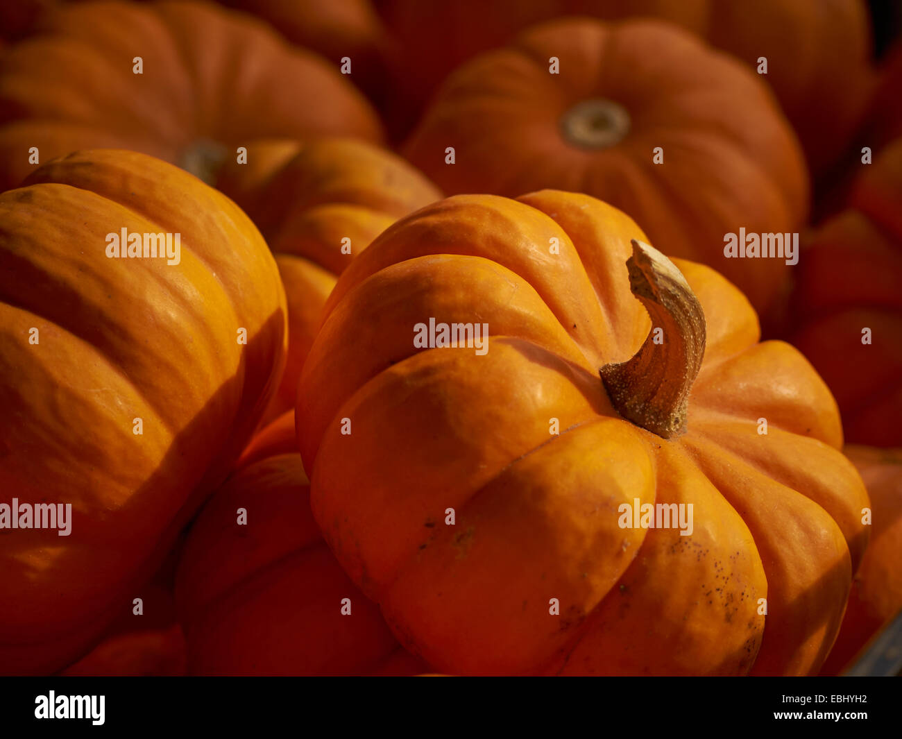 Mini pumpkins hi-res stock photography and images - Alamy
