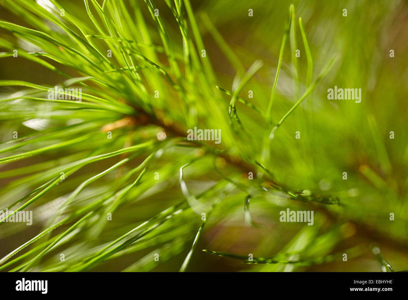 Needle forest region hi-res stock photography and images - Alamy