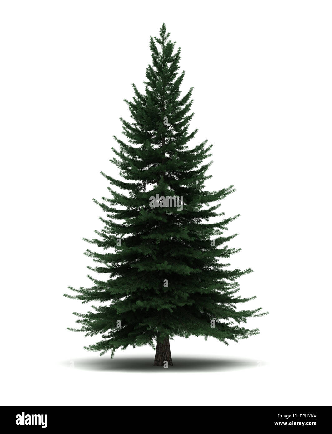 Single Pine Tree Stock Photo - Alamy