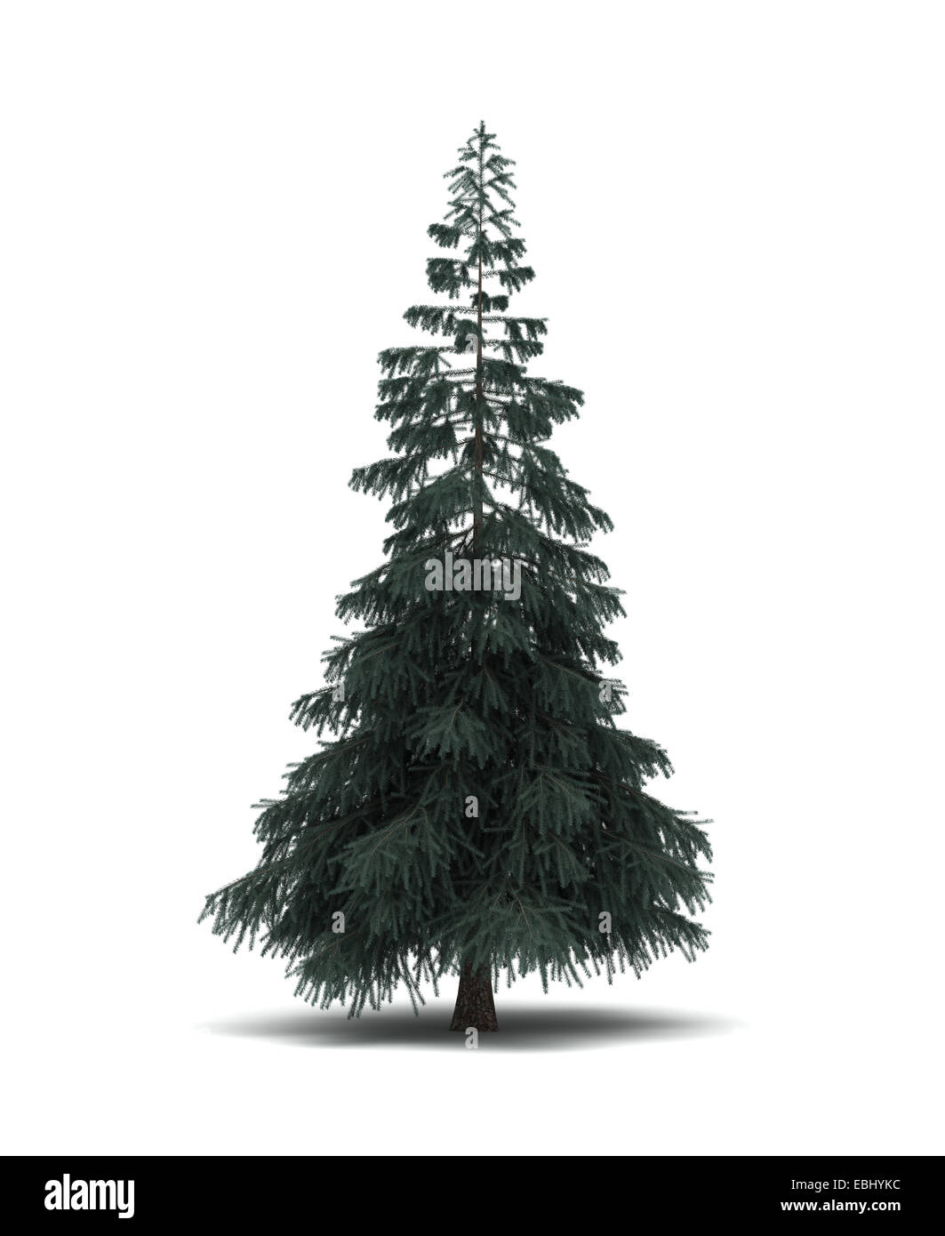 Single Pine Tree Stock Photo - Alamy