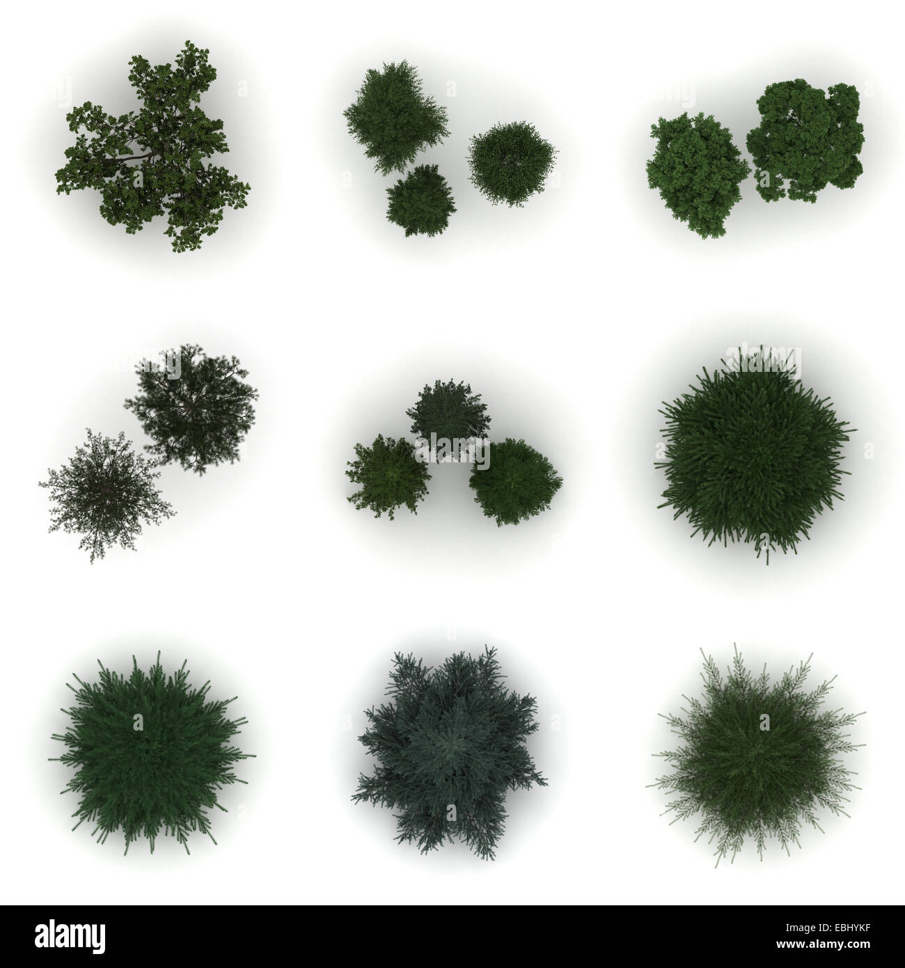 Oak tree top plan view hi-res stock photography and images - Alamy