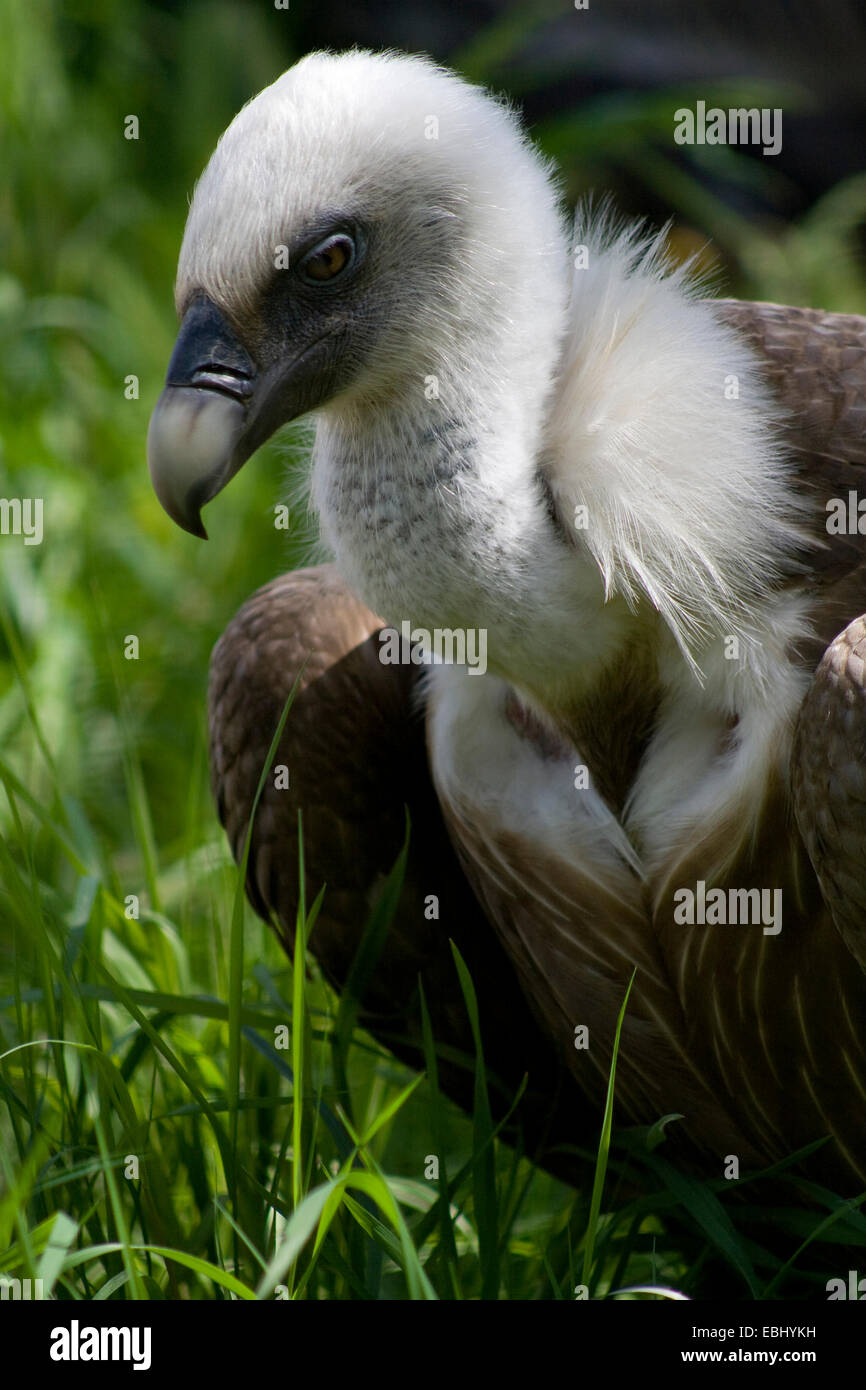 Vulture face portrait hi-res stock photography and images - Alamy Vulture face portrait hi-res stock photography and images - Alamy