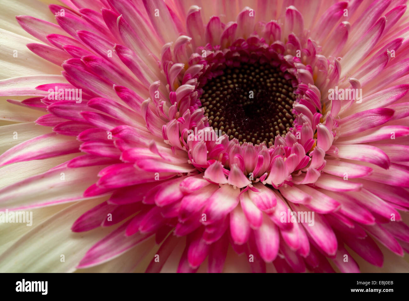 white and magenta gerbera natural background Stock Photo - Alamy