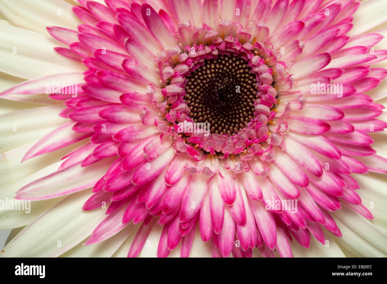 white and magenta gerbera natural background Stock Photo - Alamy