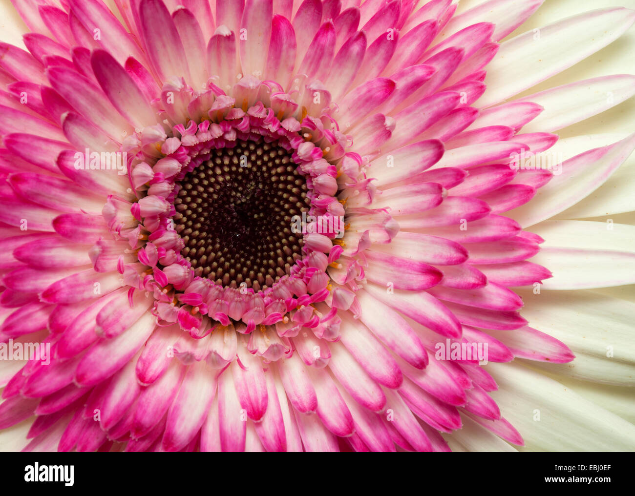 white and magenta gerbera natural background Stock Photo - Alamy
