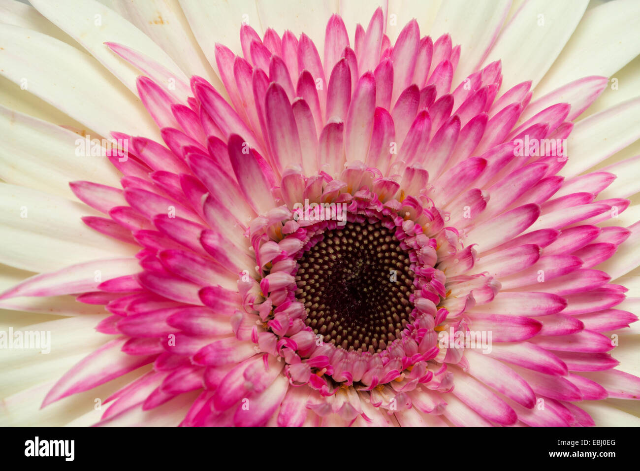 white and magenta gerbera natural background Stock Photo - Alamy