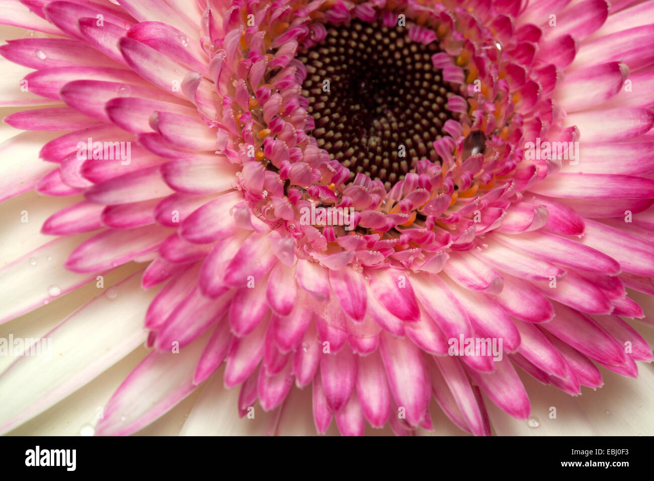 white and magenta gerbera natural background Stock Photo - Alamy