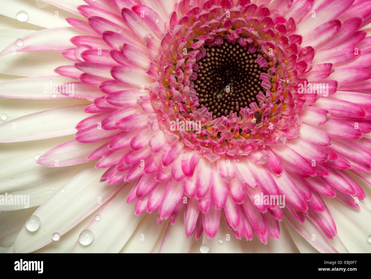 white and magenta gerbera natural background Stock Photo - Alamy