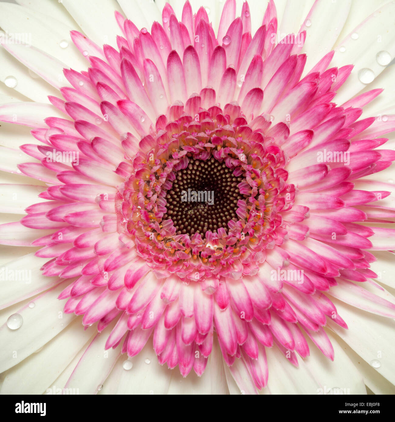 white and magenta gerbera natural background Stock Photo - Alamy