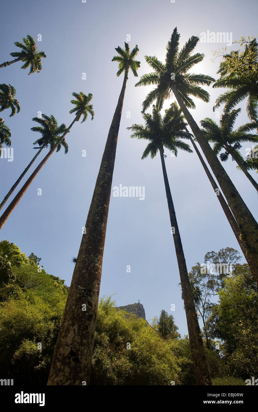 Palm trees in the Botanical Garden in Rio de Janeiro. Brazil Stock ...