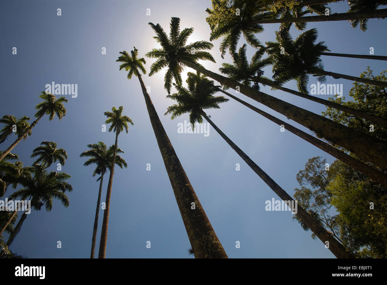 Palm trees in the Botanical Garden in Rio de Janeiro. Brazil Stock ...