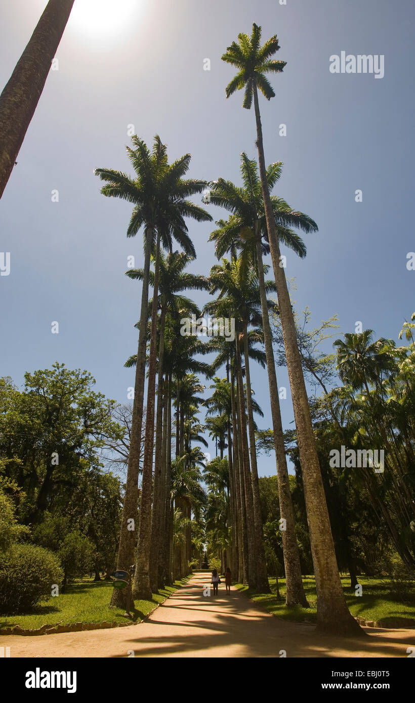 Palm trees in the Botanical Garden in Rio de Janeiro. Brazil Stock ...