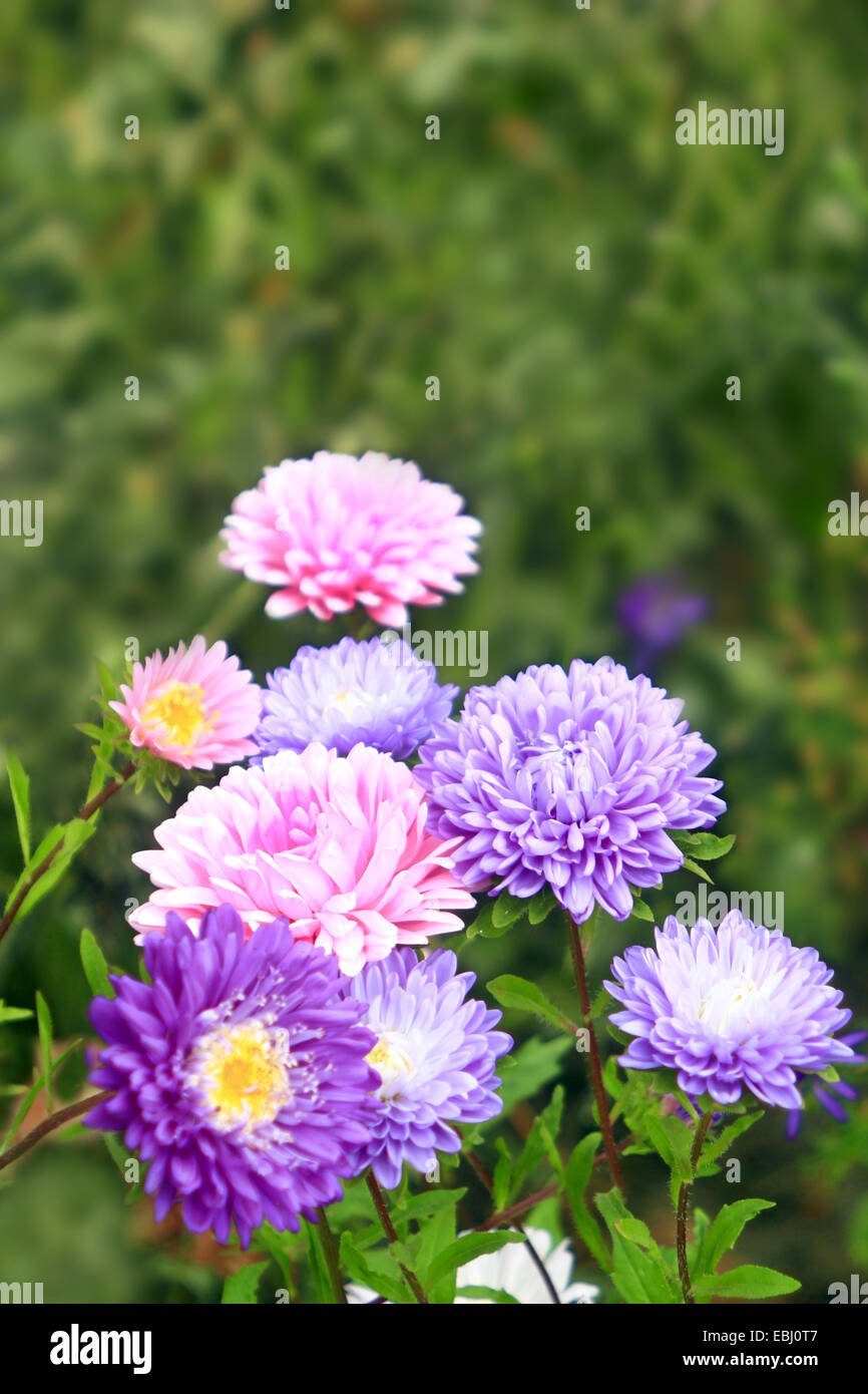 Different color of aster hi-res stock photography and images - Alamy