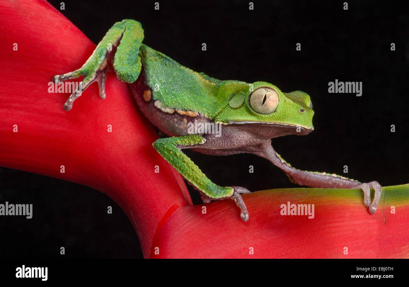 Sharp backed tree frog hi-res stock photography and images - Alamy