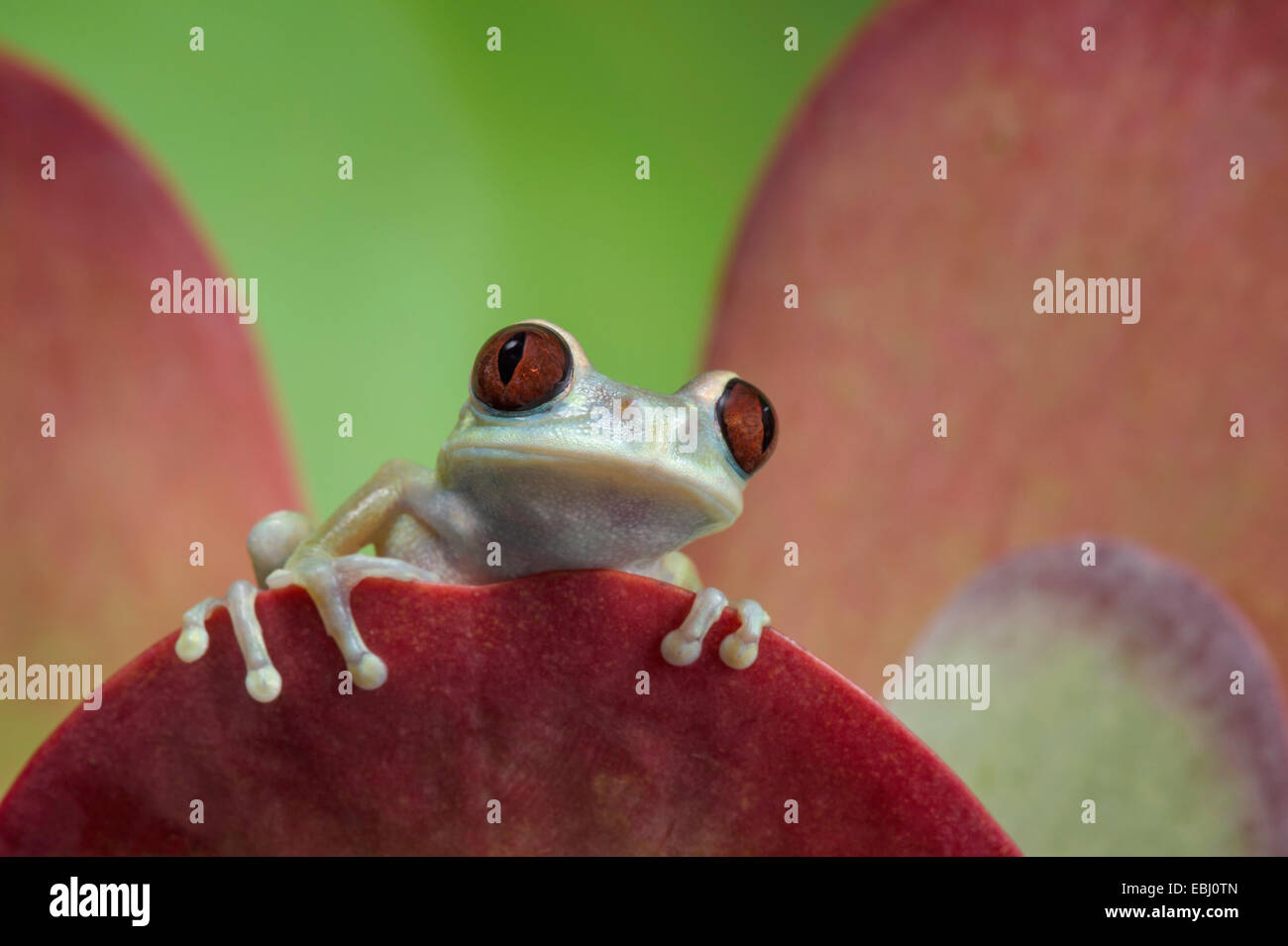 Leaf apex hi-res stock photography and images - Alamy