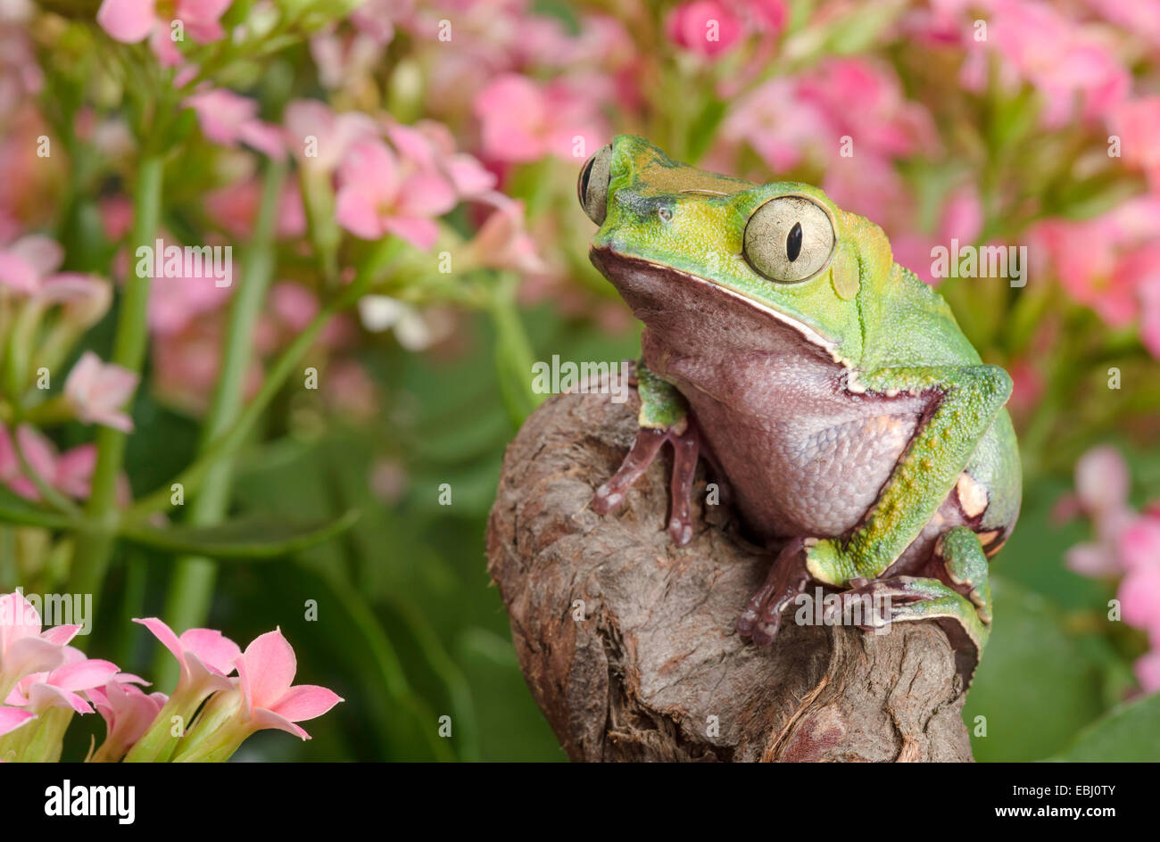 Sharp-backed Tree Frog sitting among pink flowers Stock Photo - Alamy