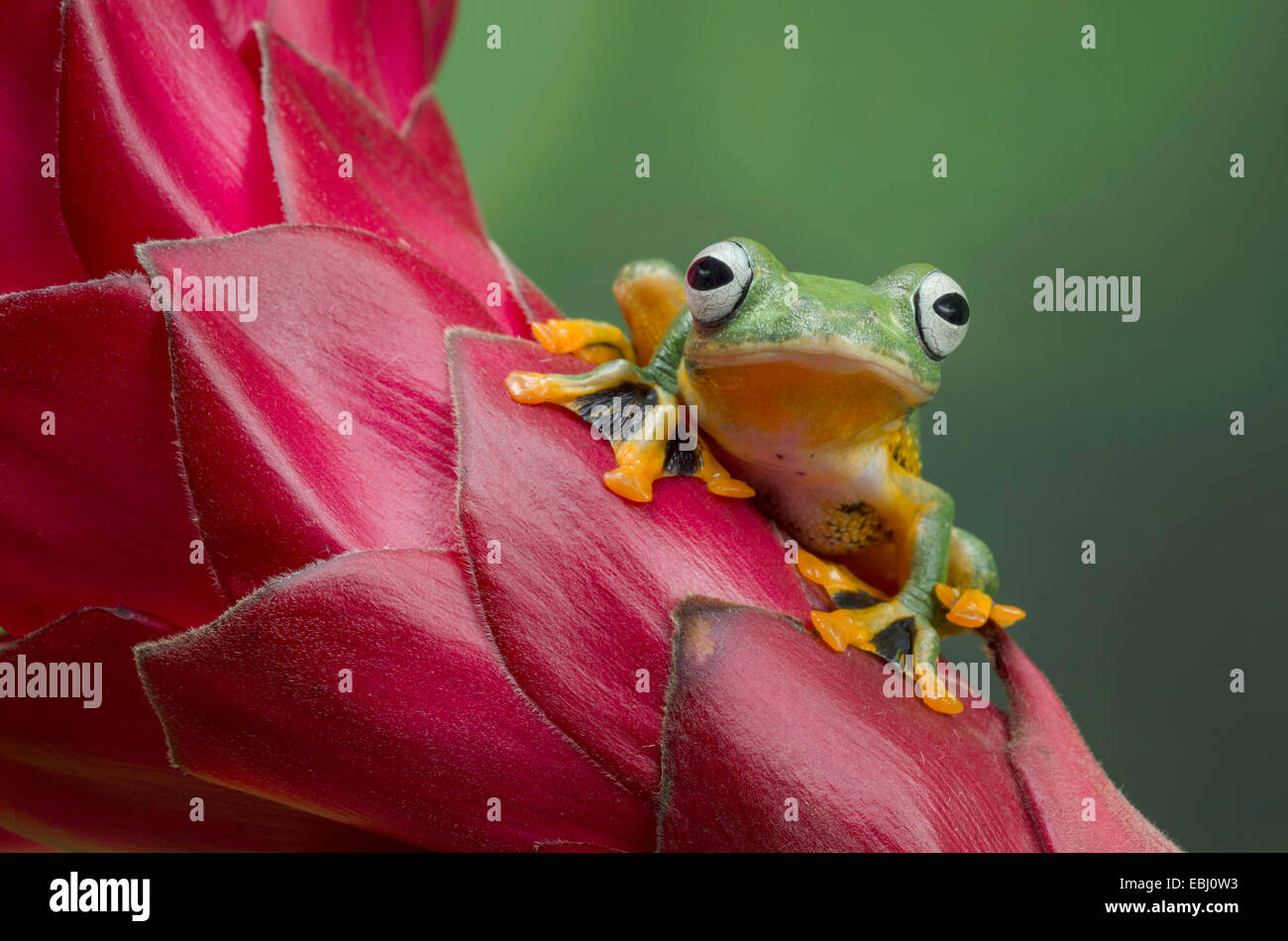 Flying frog hi-res stock photography and images - Alamy