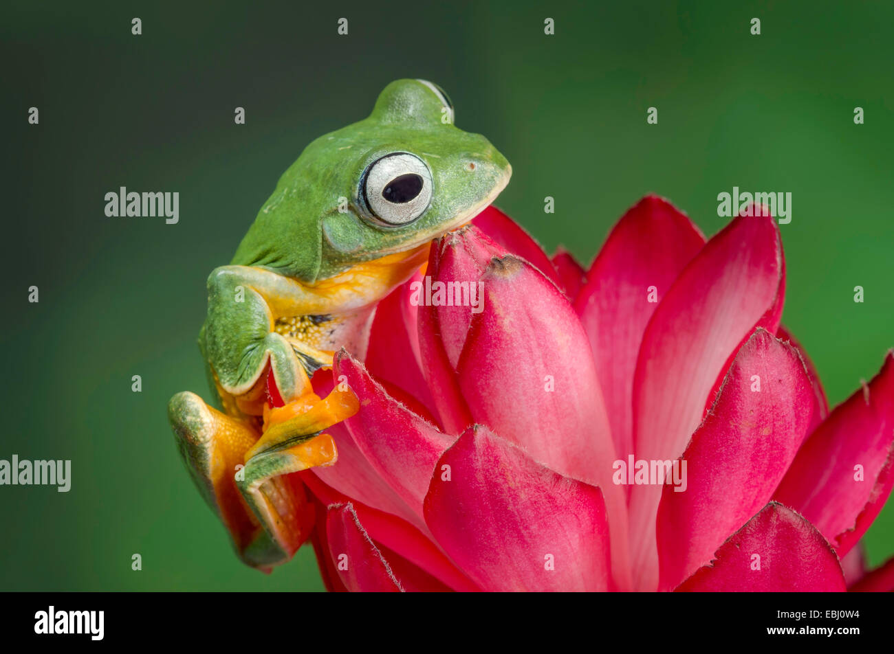 Flying frog hi-res stock photography and images - Alamy