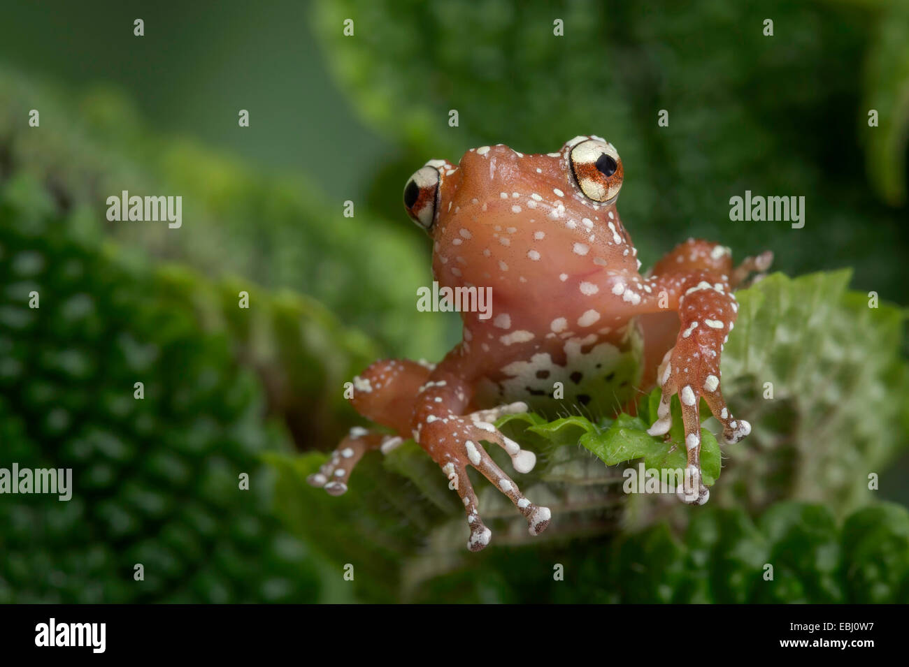 Cinnamon frog hi-res stock photography and images - Alamy