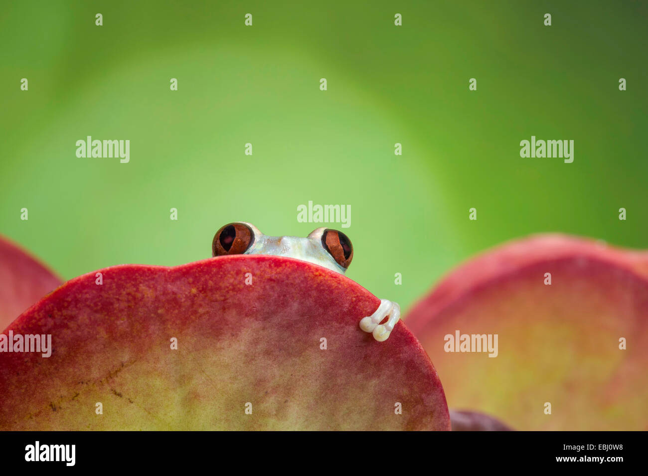 Ruby-eyed Tree Frog checking out the neighborhood with eyes only Stock ...