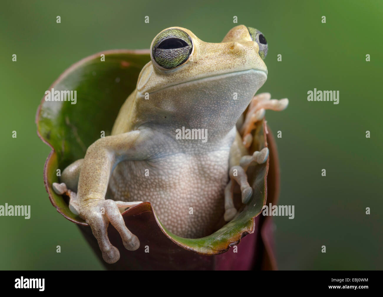 Emerald-eyed Tree Frog emerging from a leaf Stock Photo - Alamy