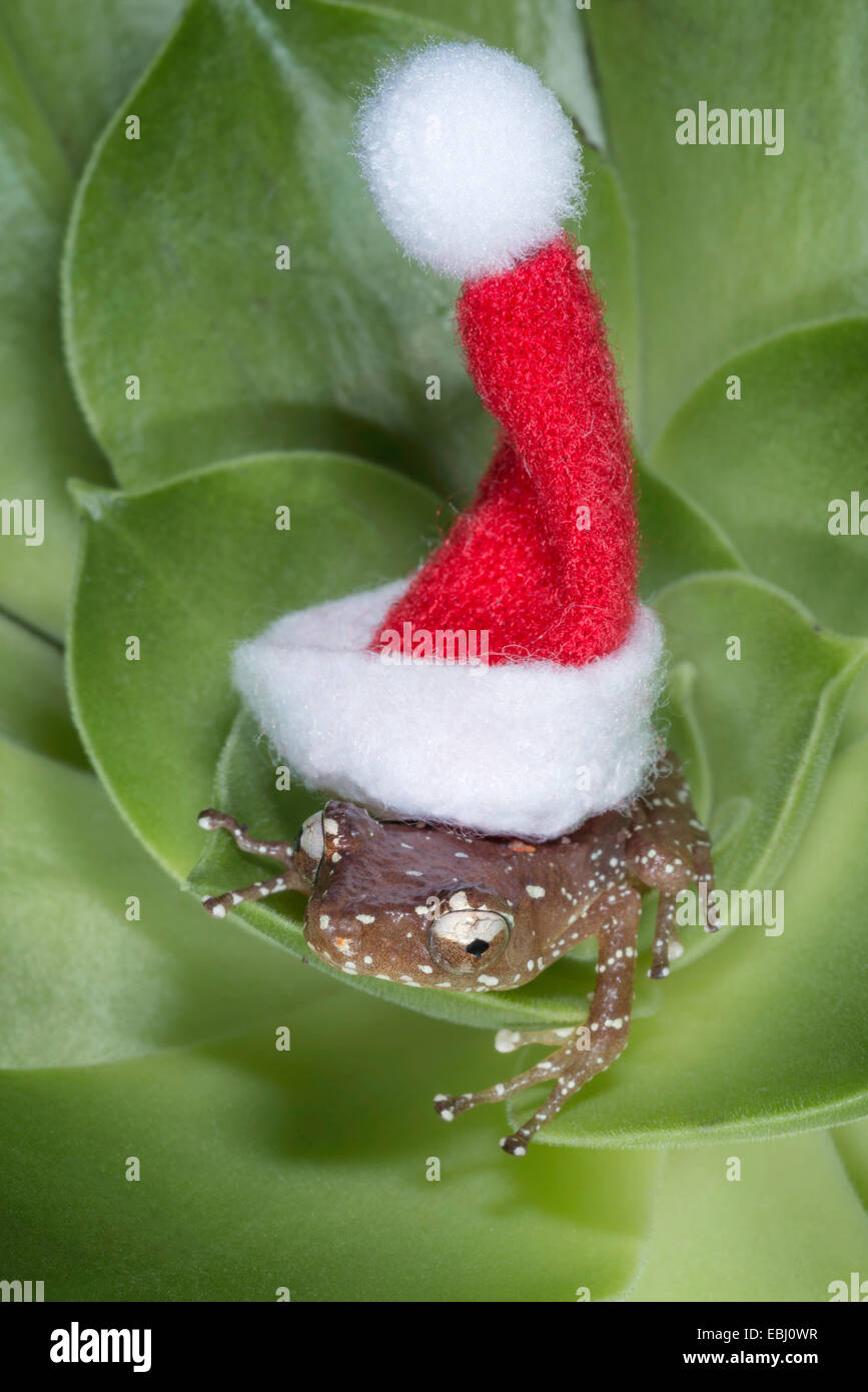 Frog hat hi-res stock photography and images - Alamy