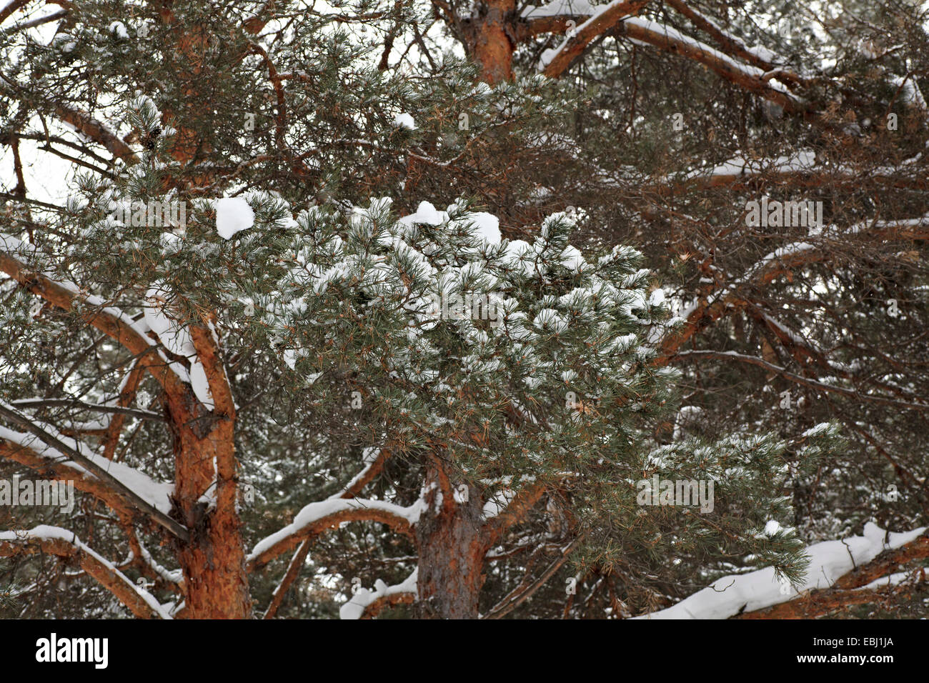 Beautiful winter forest covered with snow Stock Photo - Alamy
