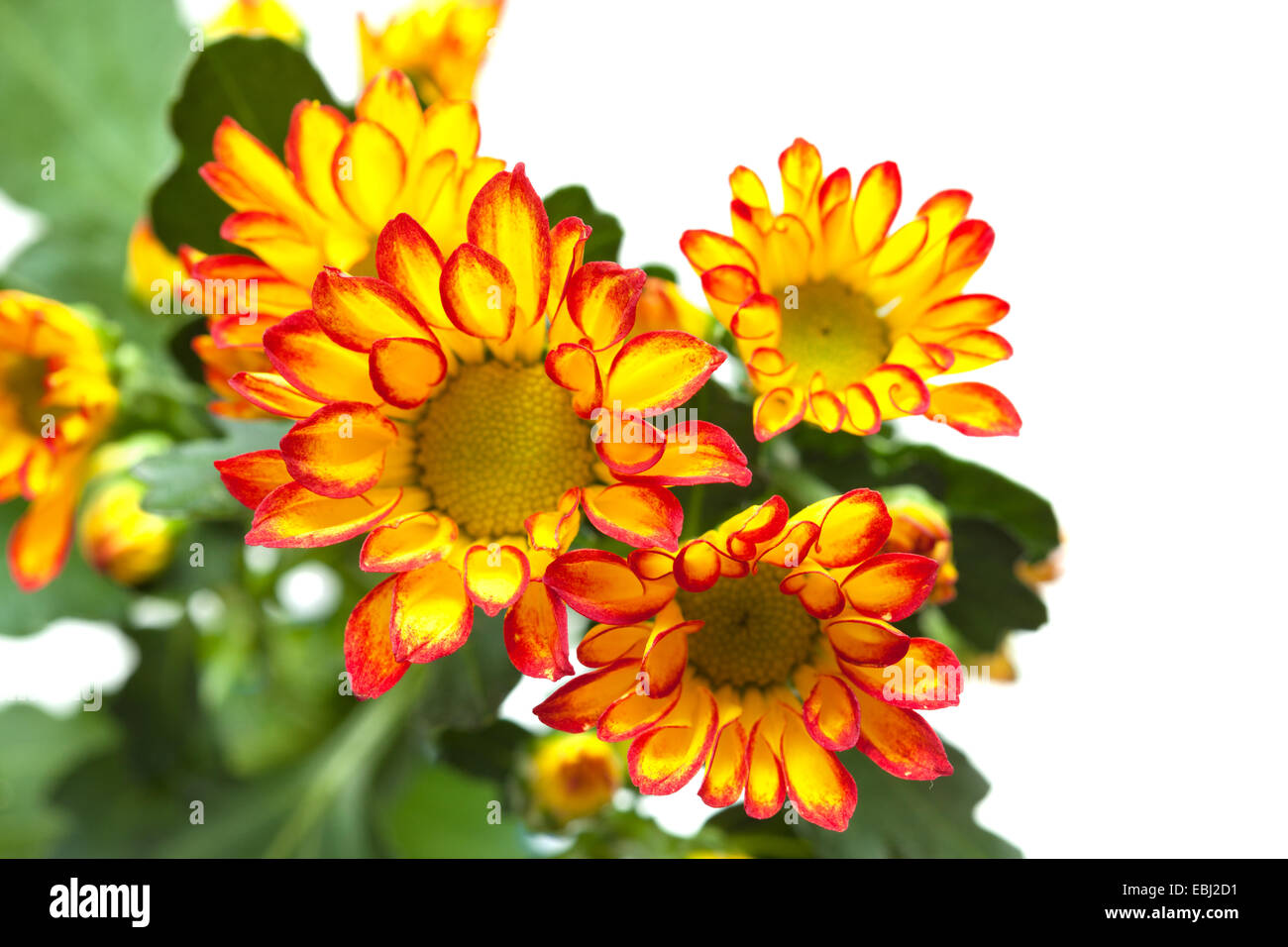 yellow chrysanthemum with red petal edges isolated on white background ...