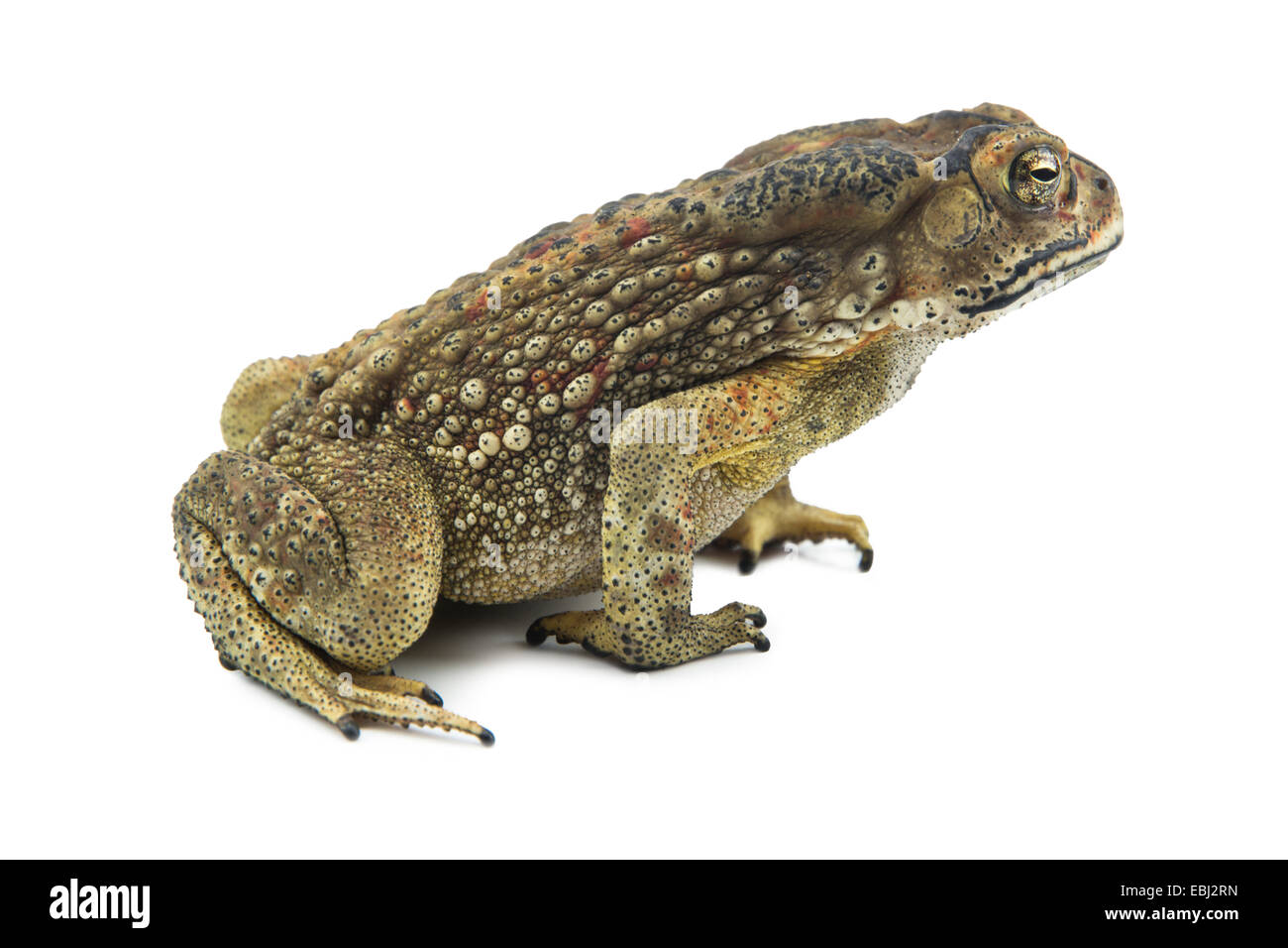 Toad on white background Stock Photo - Alamy