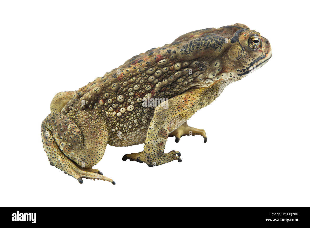 Toad on white background Stock Photo - Alamy