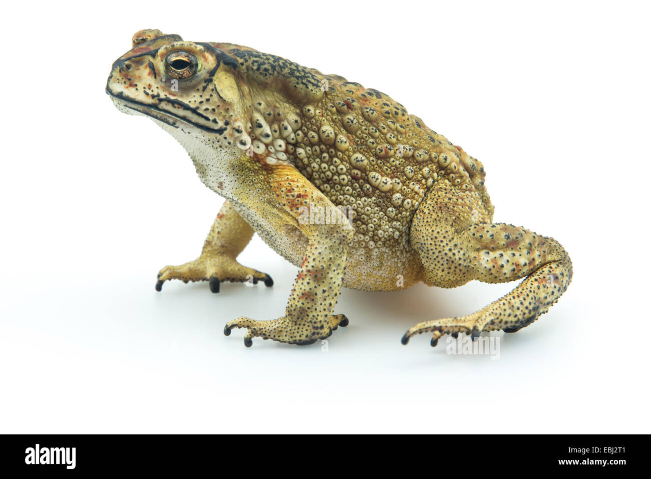 Toad on white background Stock Photo - Alamy