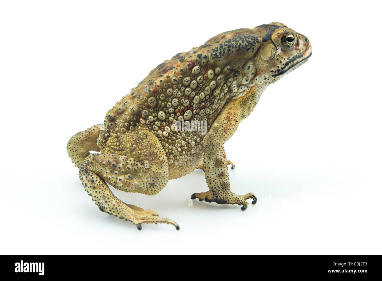 Toad on white background Stock Photo - Alamy